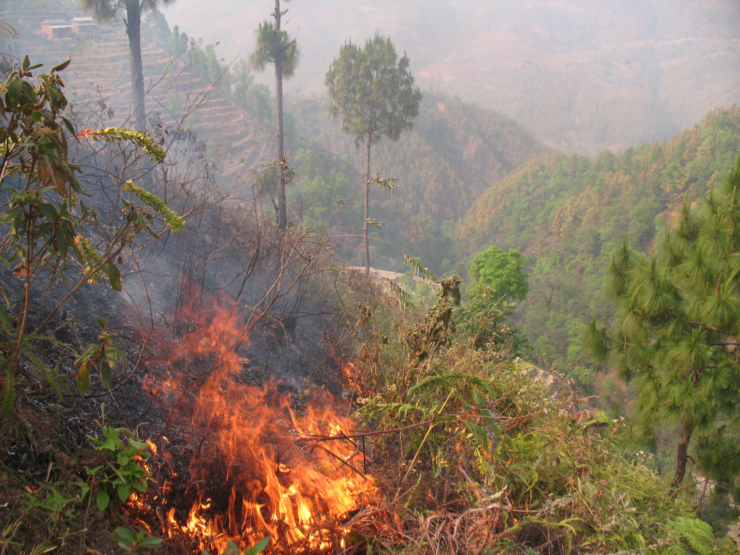 People and pangolins: Mutually beneficial conservation in Central Nepal ...