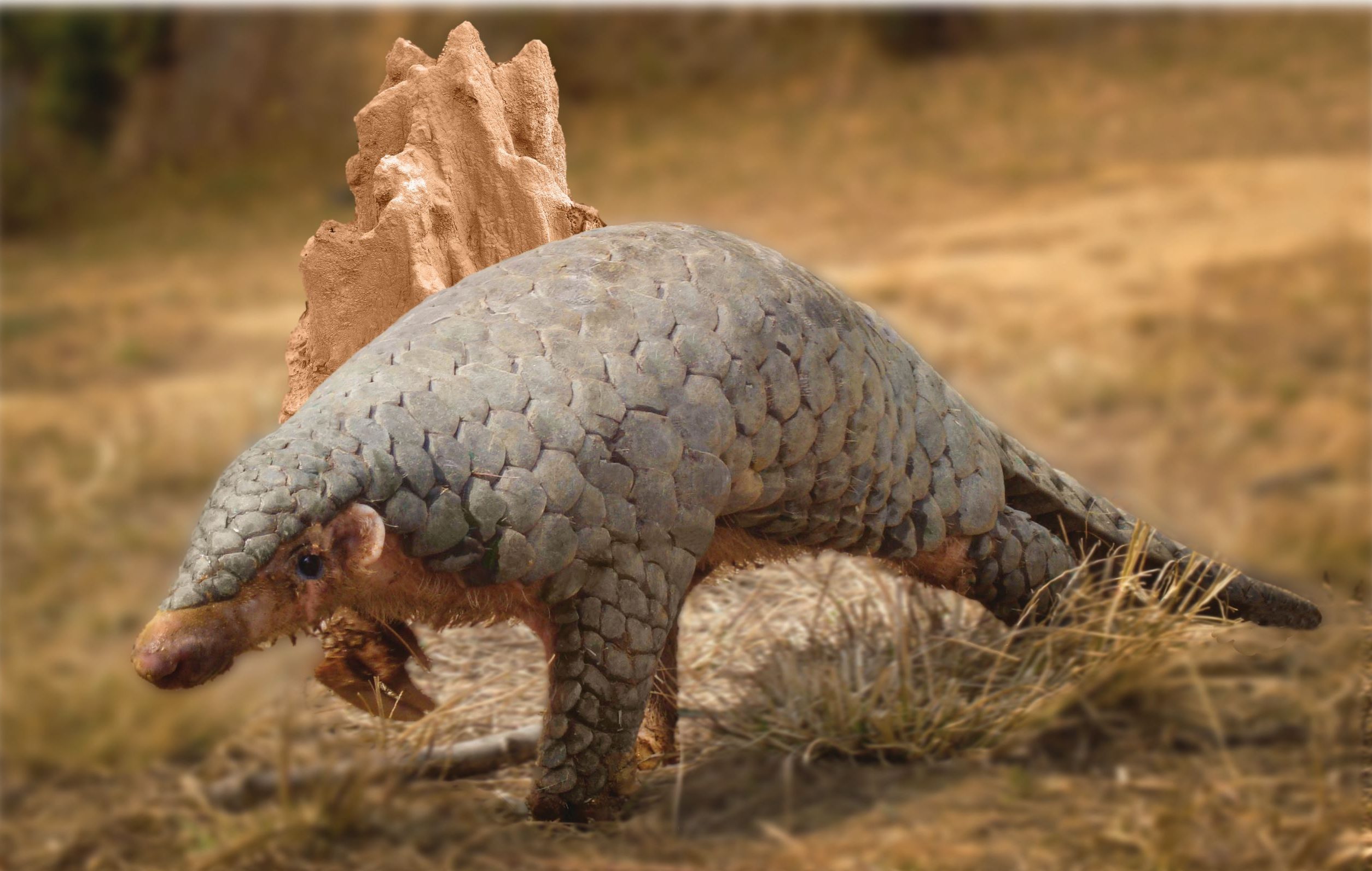 People and pangolins: Mutually beneficial conservation in Central Nepal ...