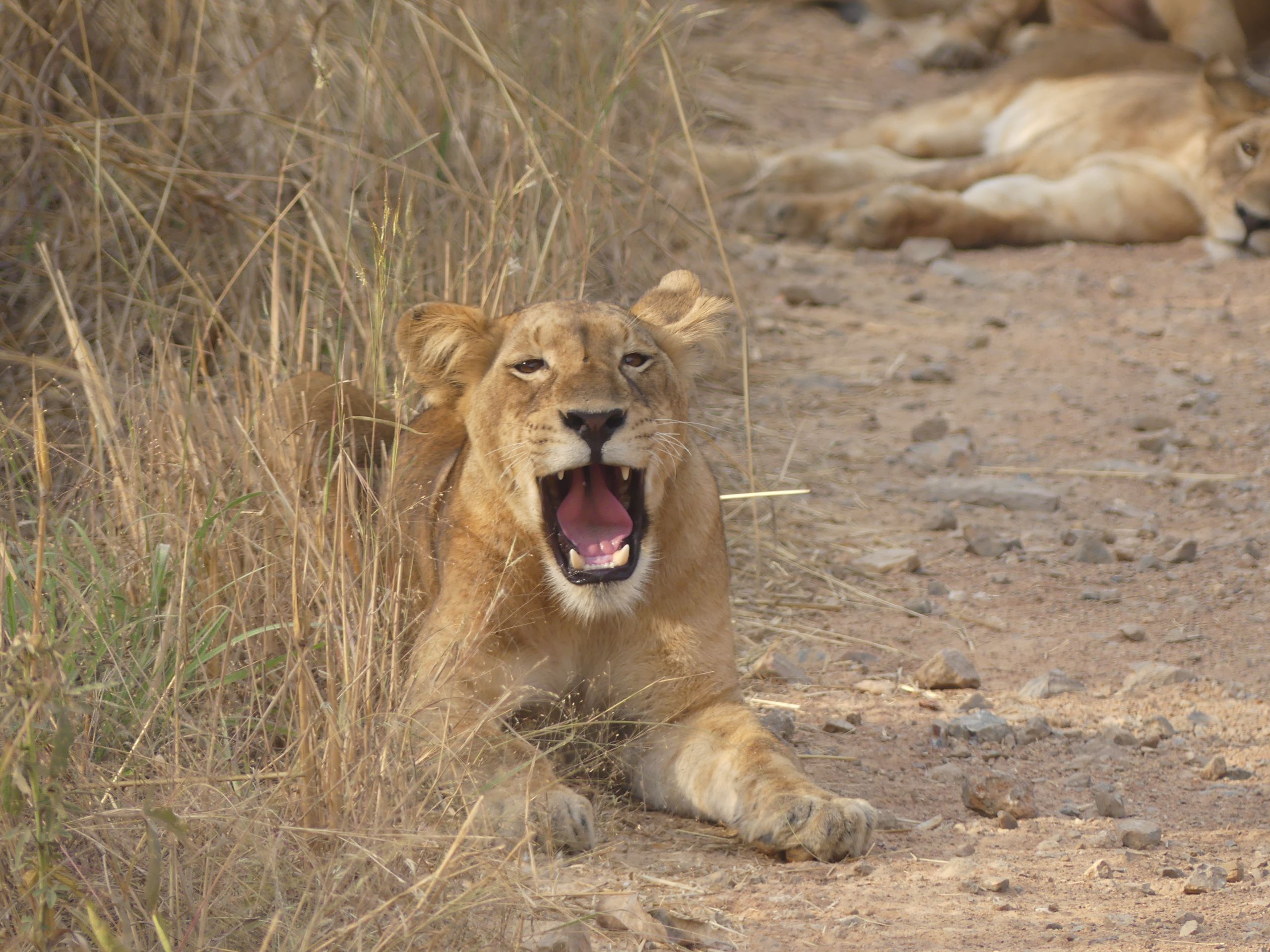 Local lion guards: Promoting coexistence in the Bénoué Ecosystem ...