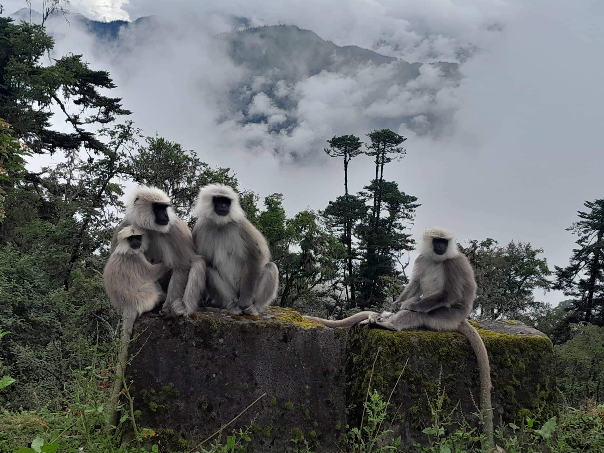 Living with langurs: Promoting co-existence | Whitley Award