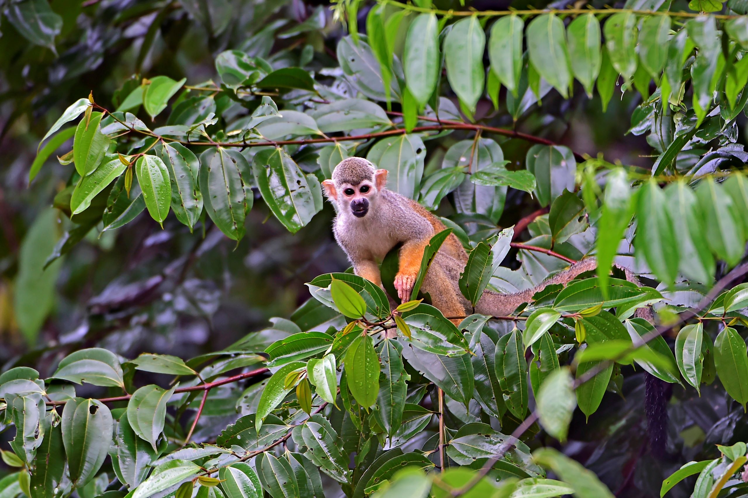 Brazil’s Fernanda Abra Wins 2024 Whitley Award for Road-crossing Canopy ...