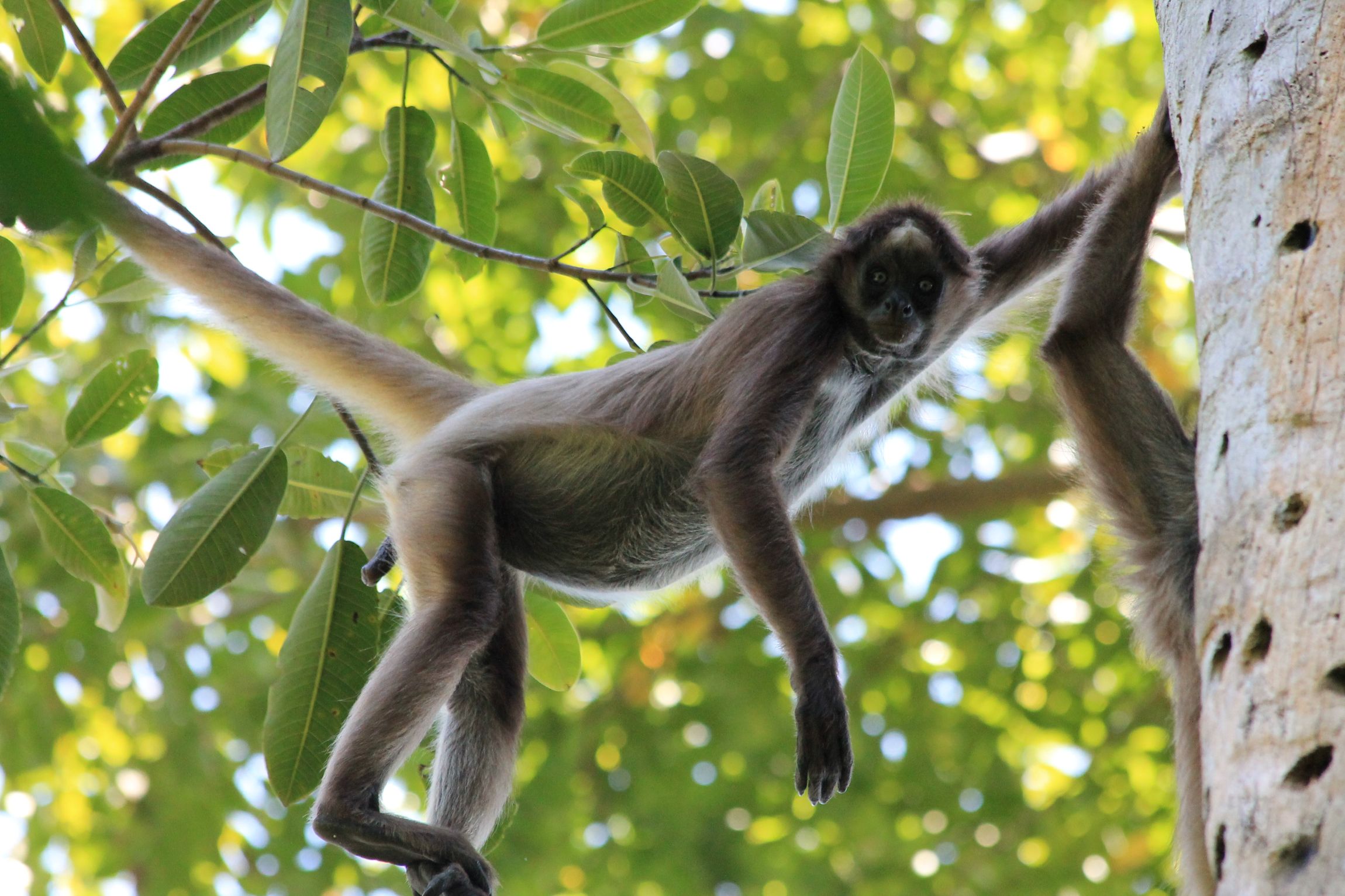 Canopy corridors: Reconnecting brown spider monkeys in Colombia