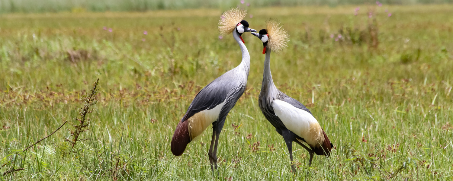 Leading Protection for Grey Crowned Cranes Across East Africa